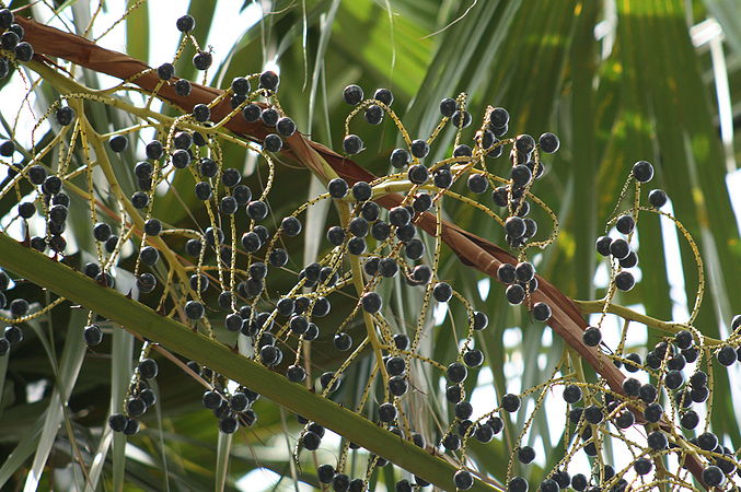 Livistona saribus - Palmpedia - Palm Grower's Guide