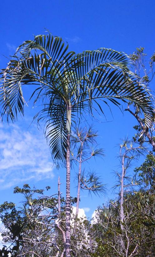 Chrysalidocarpus lutescens - Palmpedia - Palm Grower's Guide