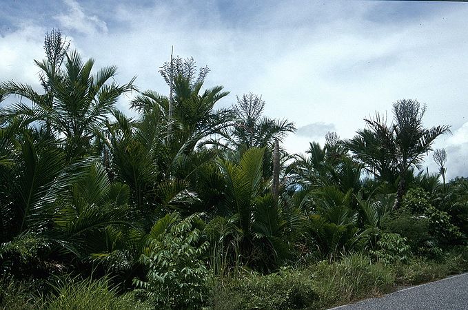 Metroxylon sagu - Palmpedia - Palm Grower's Guide