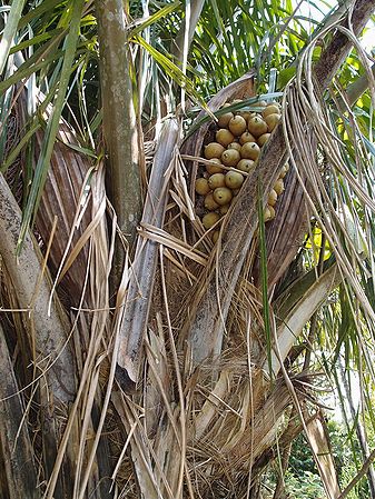 Attalea phalerata - Palmpedia - Palm Grower's Guide