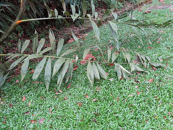 Plectocomia elongata - Palmpedia - Palm Grower's Guide