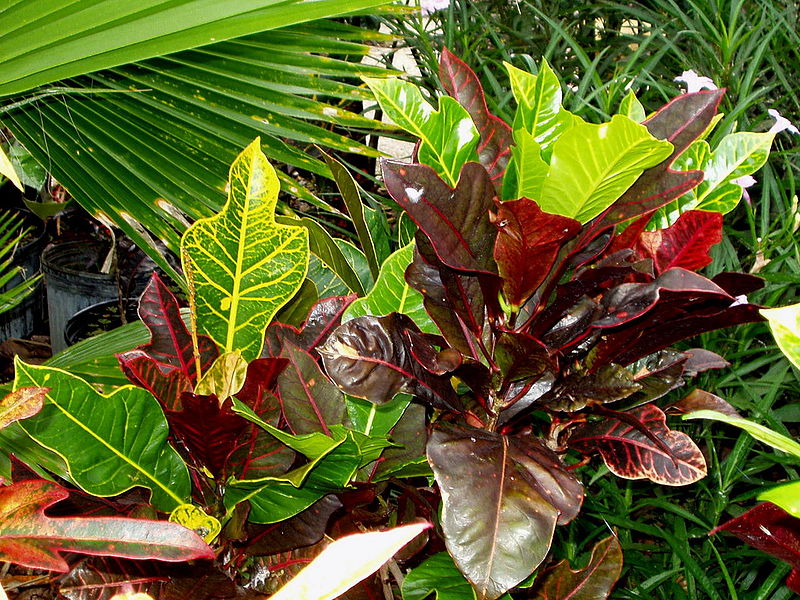 ANGEL WING - Palmpedia - Palm Grower's Guide