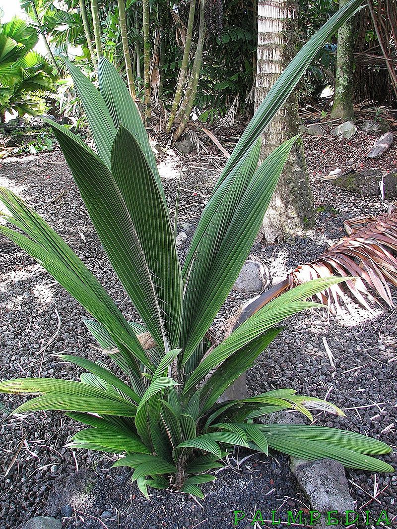 Bactris militaris - Palmpedia - Palm Grower's Guide