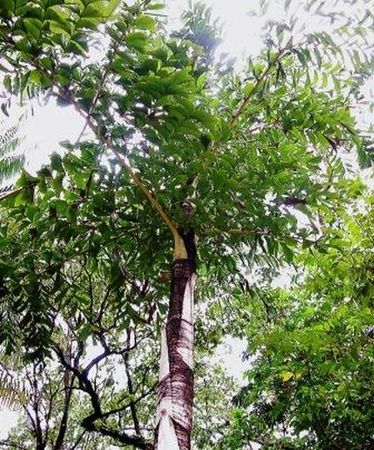 Caryota maxima - Palmpedia - Palm Grower's Guide