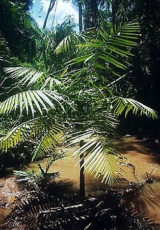 Dypsis rivularis - Palmpedia - Palm Grower's Guide