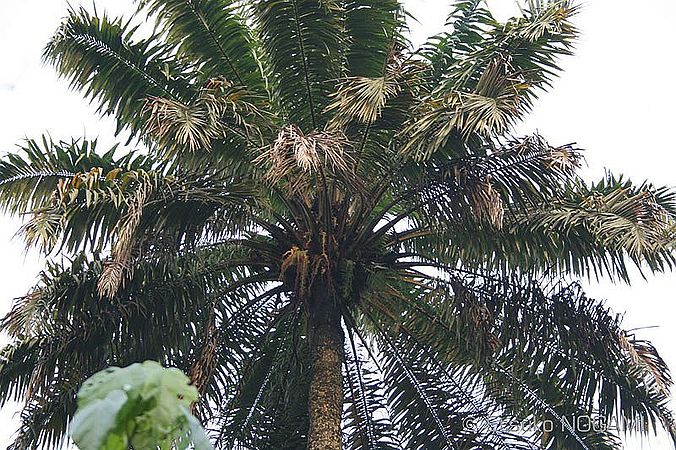 Elaeis guineensis - Palmpedia - Palm Grower's Guide