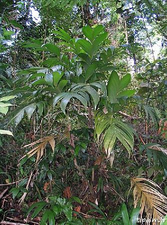 Geonoma interrupta - Palmpedia - Palm Grower's Guide