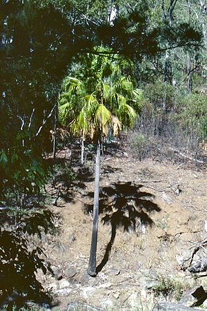 Livistona nitida - Palmpedia - Palm Grower's Guide