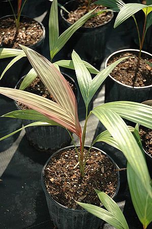 Loxococcus rupicola - Palmpedia - Palm Grower's Guide