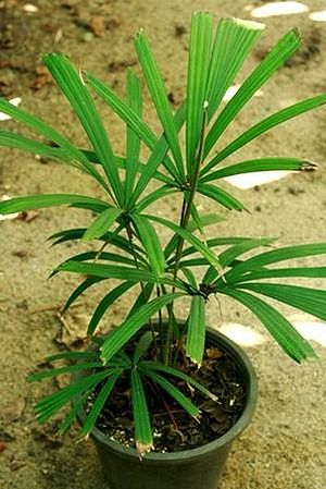 Licuala triphylla - Palmpedia - Palm Grower's Guide