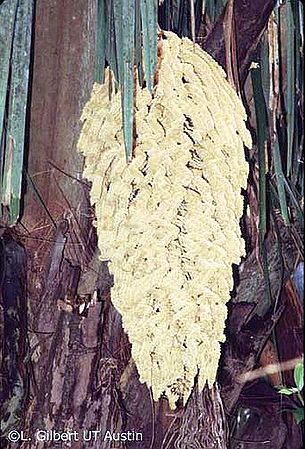 Attalea rostrata - Palmpedia - Palm Grower's Guide