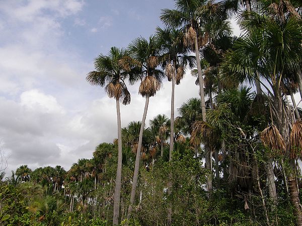 Mauritia flexuosa - Palmpedia - Palm Grower's Guide