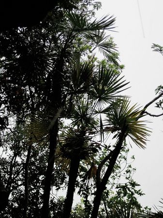Trachycarpus martianus - Palmpedia - Palm Grower's Guide