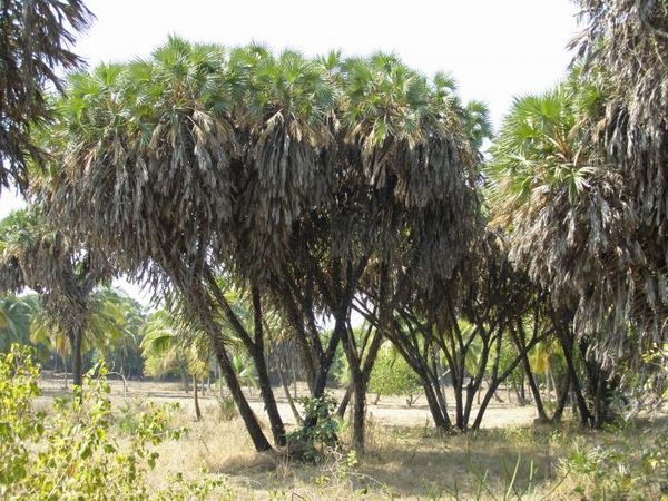 Hyphaene dichotoma - Palmpedia - Palm Grower's Guide