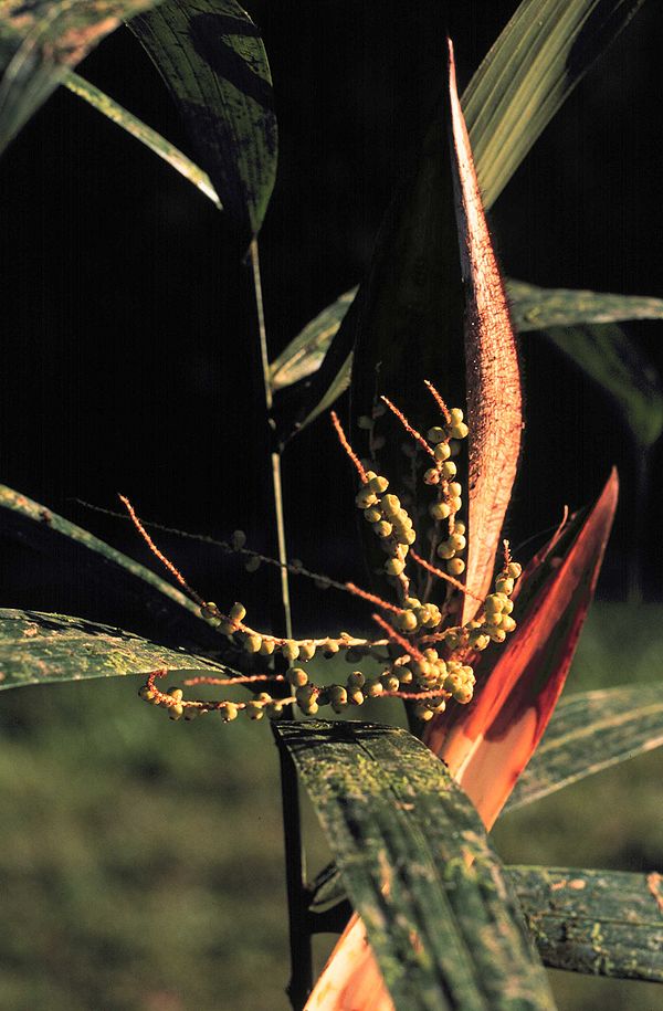 Bactris gracilior - Palmpedia - Palm Grower's Guide