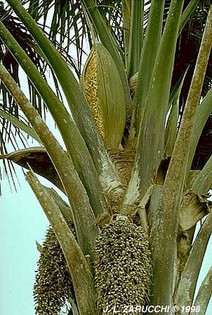 Attalea maripa - Palmpedia - Palm Grower's Guide