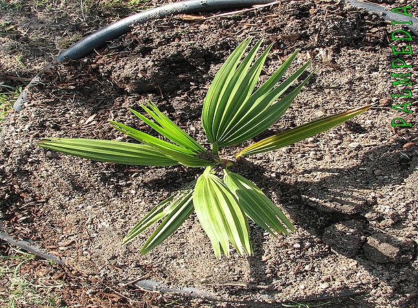 Brahea calcarea - Palmpedia - Palm Grower's Guide