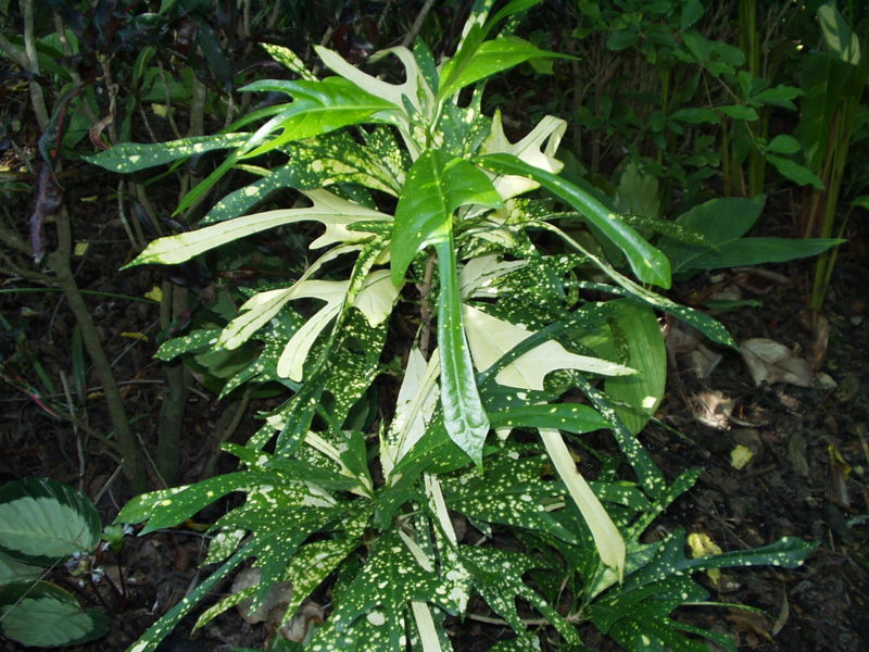 ARROWHEAD - Palmpedia - Palm Grower's Guide