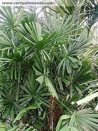 Licuala paludosa - Palmpedia - Palm Grower's Guide