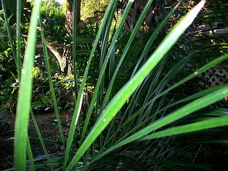 Pinnae - Palmpedia - Palm Grower's Guide