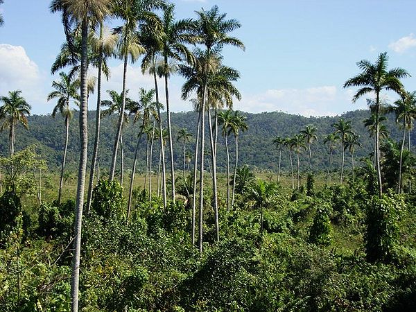 Roystonea princeps - Palmpedia - Palm Grower's Guide