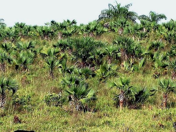 Sabal rosei - Palmpedia - Palm Grower's Guide