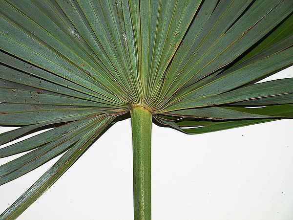 Leucothrinax morrissii - Palmpedia - Palm Grower's Guide