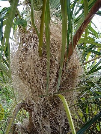 Coccothrinax crinita - Palmpedia - Palm Grower's Guide