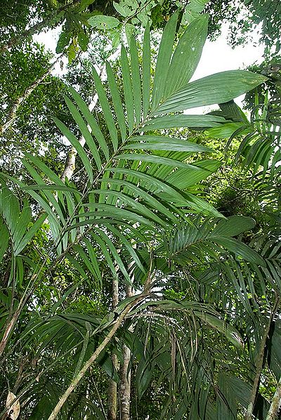 Bactris corossilla - Palmpedia - Palm Grower's Guide
