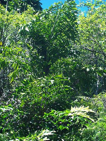 Caryota mitis 'variegata' - Palmpedia - Palm Grower's Guide