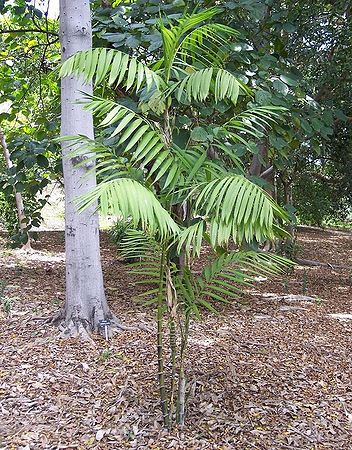 Chamaedorea tepejilote - Palmpedia - Palm Grower's Guide
