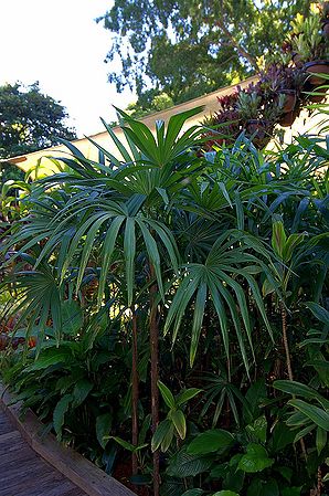 Rhapis humilis - Palmpedia - Palm Grower's Guide