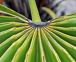 Coccothrinax garciana - Palmpedia - Palm Grower's Guide