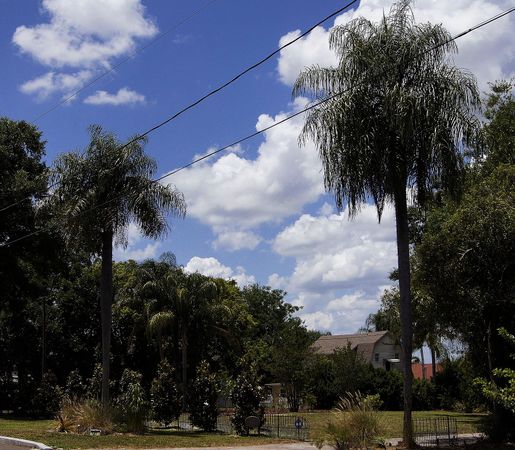 Acrocomia totai - Palmpedia - Palm Grower's Guide