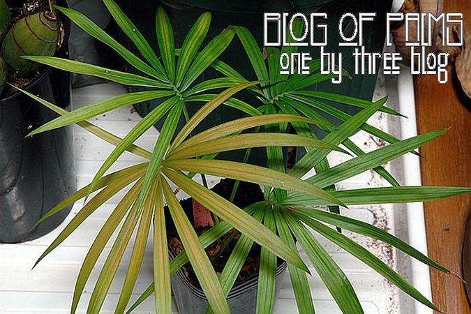 Calamus castaneus - Palmpedia - Palm Grower's Guide