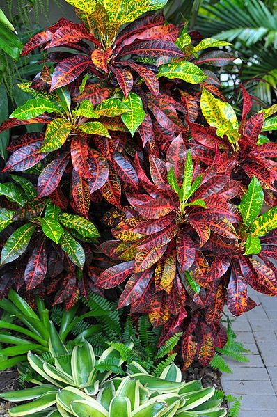 PINOCCHIO - Palmpedia - Palm Grower's Guide