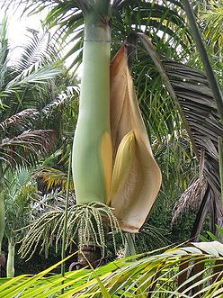 Pinanga javana - Palmpedia - Palm Grower's Guide