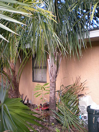 Syagrus cearensis x coronata - Palmpedia - Palm Grower's Guide