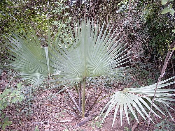 Borassus aethiopum - Palmpedia - Palm Grower's Guide