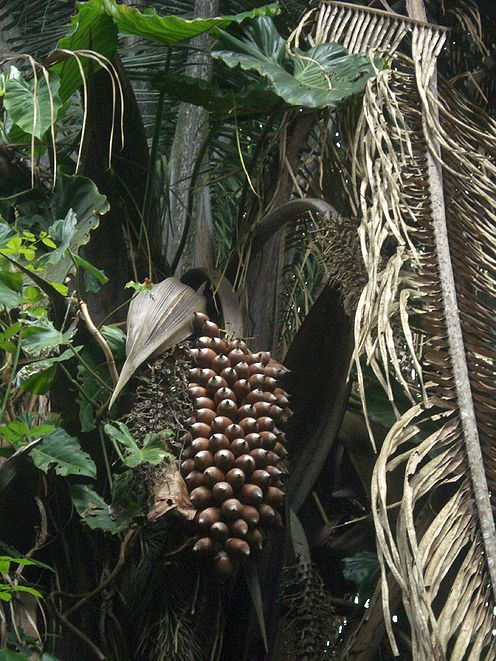 Attalea speciosa - Palmpedia - Palm Grower's Guide