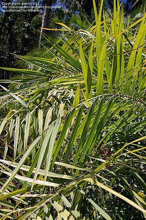 Phoenix paludosa - Palmpedia - Palm Grower's Guide