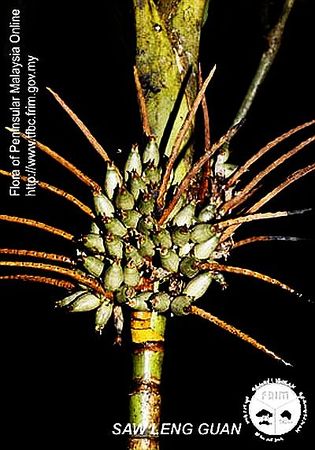 Areca tunku - Palmpedia - Palm Grower's Guide