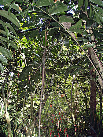 Balaka longirostris - Palmpedia - Palm Grower's Guide