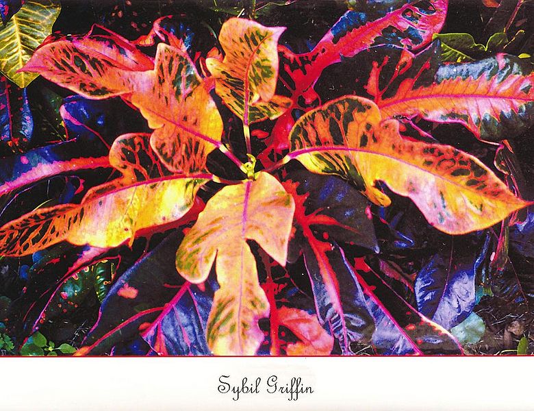 SYBIL GRIFFIN - Palmpedia - Palm Grower's Guide