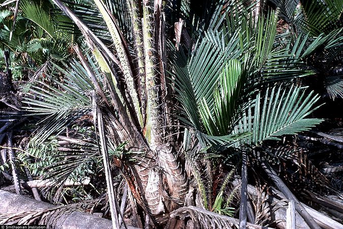 Metroxylon sagu - Palmpedia - Palm Grower's Guide