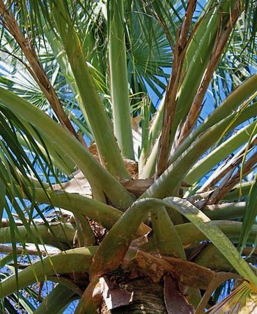 Sabal domingensis - Palmpedia - Palm Grower's Guide