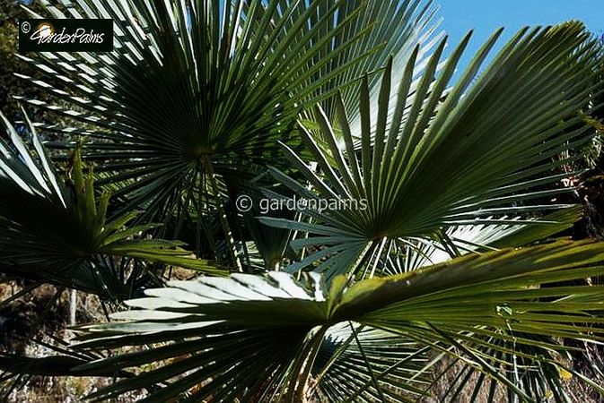 Trachycarpus takil - Palmpedia - Palm Grower's Guide