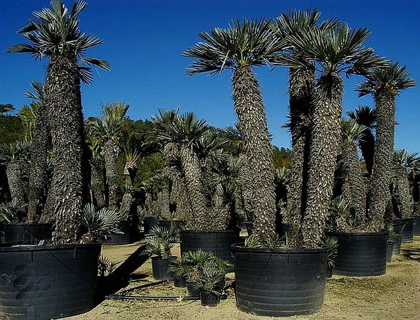 Trithrinax - Alchetron, The Free Social Encyclopedia