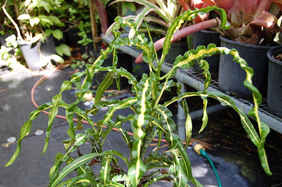 TWIST AND TURN - Palmpedia - Palm Grower's Guide