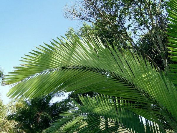 Phytelephas seemannii - Palmpedia - Palm Grower's Guide